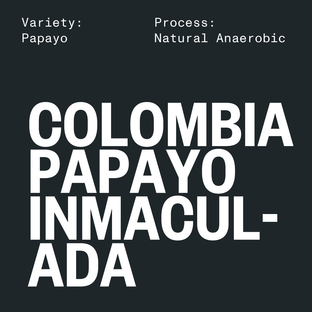 COLOMBIA PAPAYO INMACULADA BY HALGUIN FAMILY – Single O